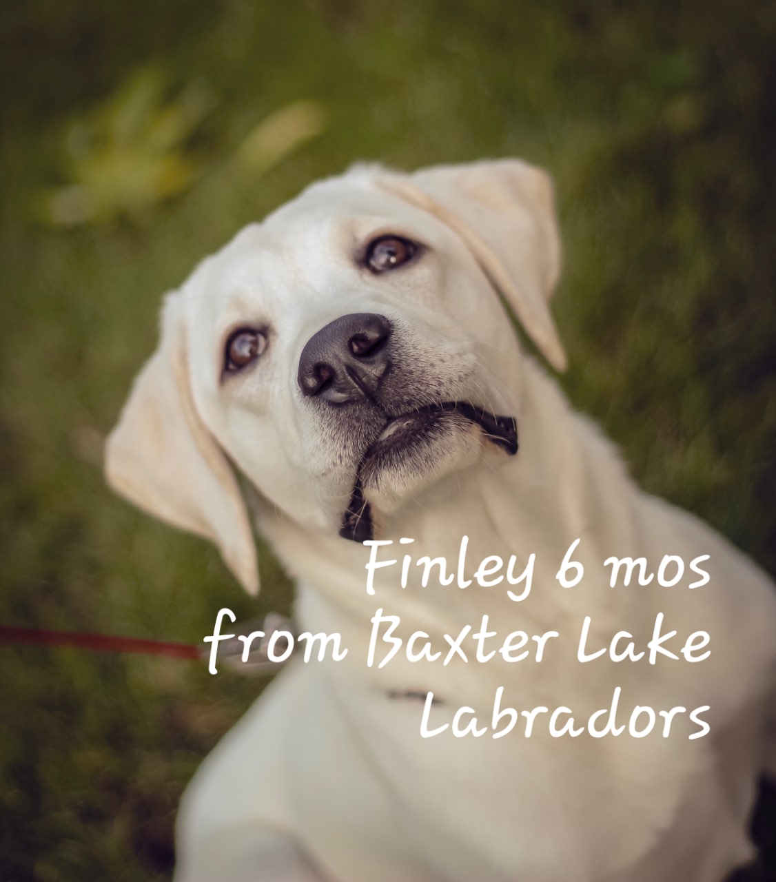 White Labrador Puppy Baxter Lake Labrodors | Baxter Lake Labradors