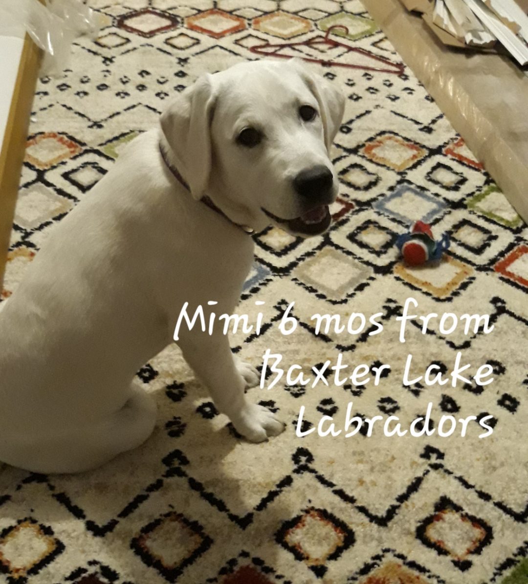 White Labrador Puppy Baxter Lake Labrodors | Baxter Lake Labradors